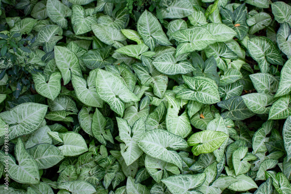 Singônio ou Singónio (Syngonium angustatum), é uma planta ornamental da ...
