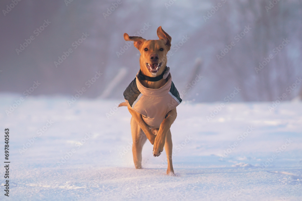 Beige 8-month-old Eurohound (European sled dog) puppy posing outdoors ...