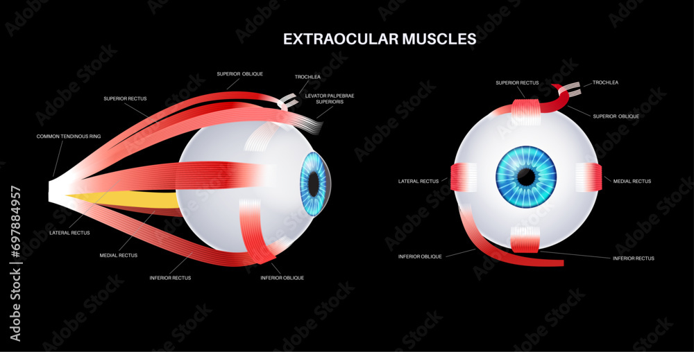 Extraocular muscles anatomy Stock Vector | Adobe Stock
