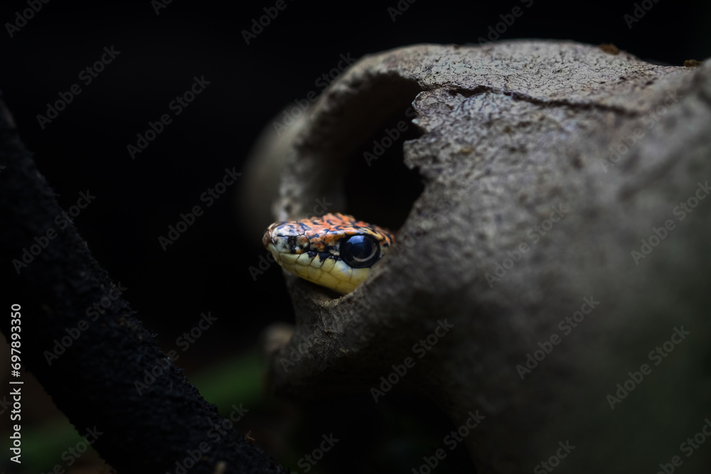 Chrysopelea, more commonly known as the flying snake or gliding snake ...