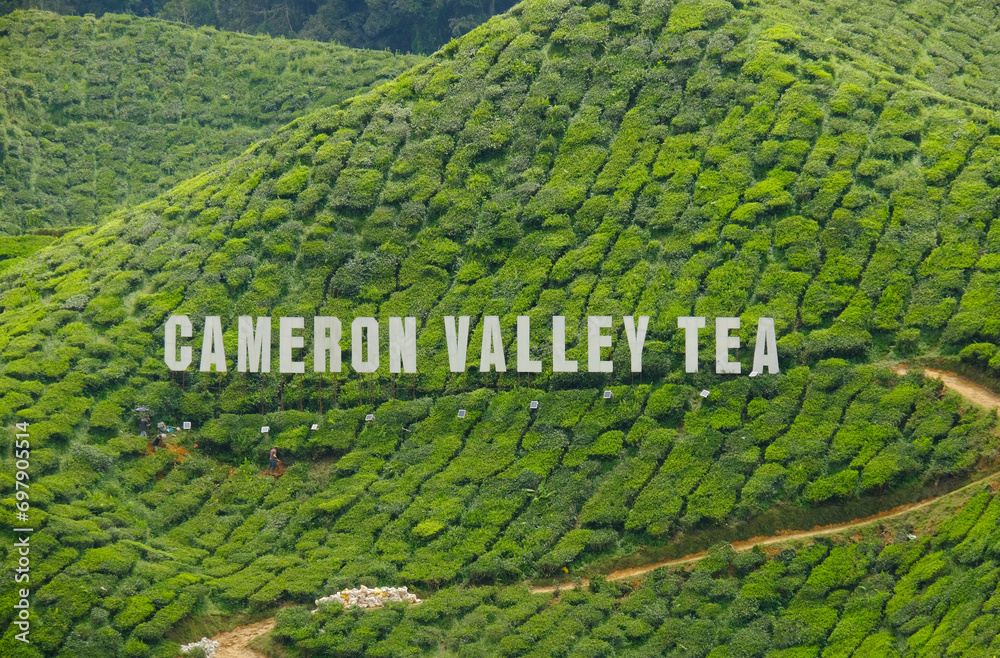 "Cameron Highlands, Malaysia- December 13, 2023: A picture of Cameron ...