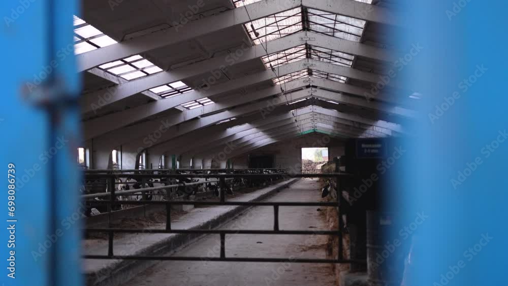 cattle breeding of cows and calves. calves live on the farm. organic ...