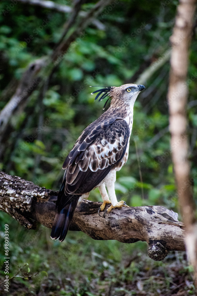 The Changeable Hawk-Eagle or Crested Hawk-eagle (Nisaetus cirrhatus) is ...