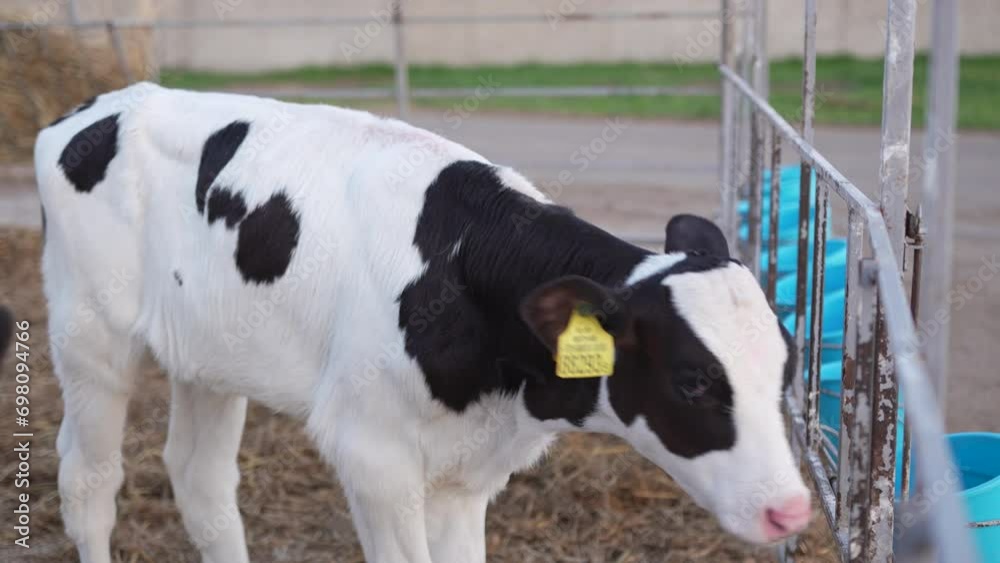 cattle breeding of cows and calves. calves live on the farm. organic ...