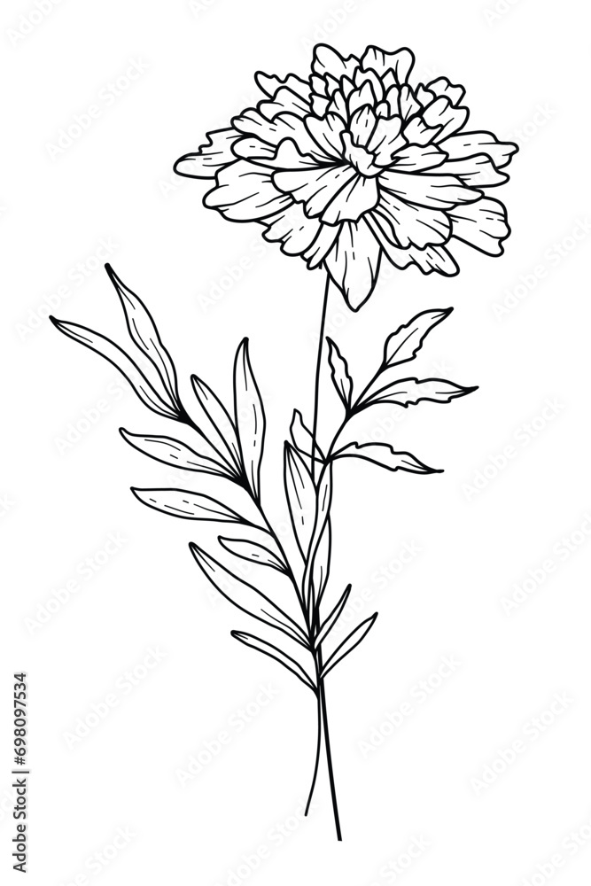 Marigold Line Art. Marigold outline Illustration. October Birth Month ...