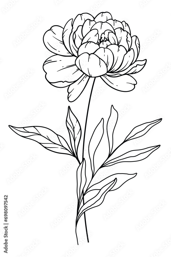 Peony Line Art. Peony outline Illustration. November Birth Month Flower ...