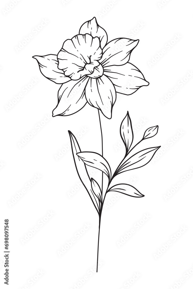Daffodil Line Art. Daffodil outline Illustration. March Birth Month ...