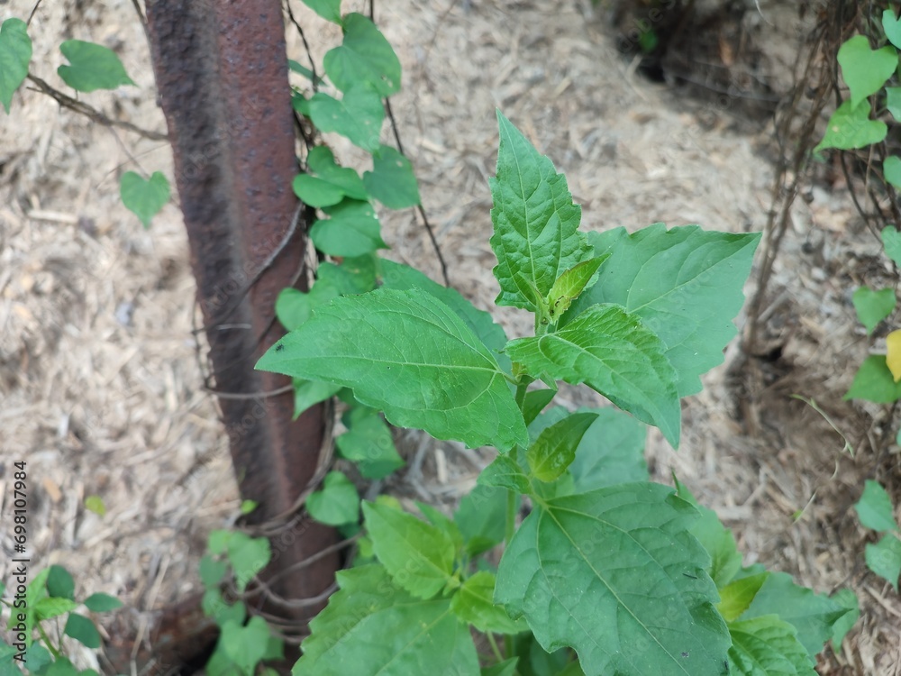 Chromolaena odorata or Kirinyuh is a woody plant and belongs to the ...