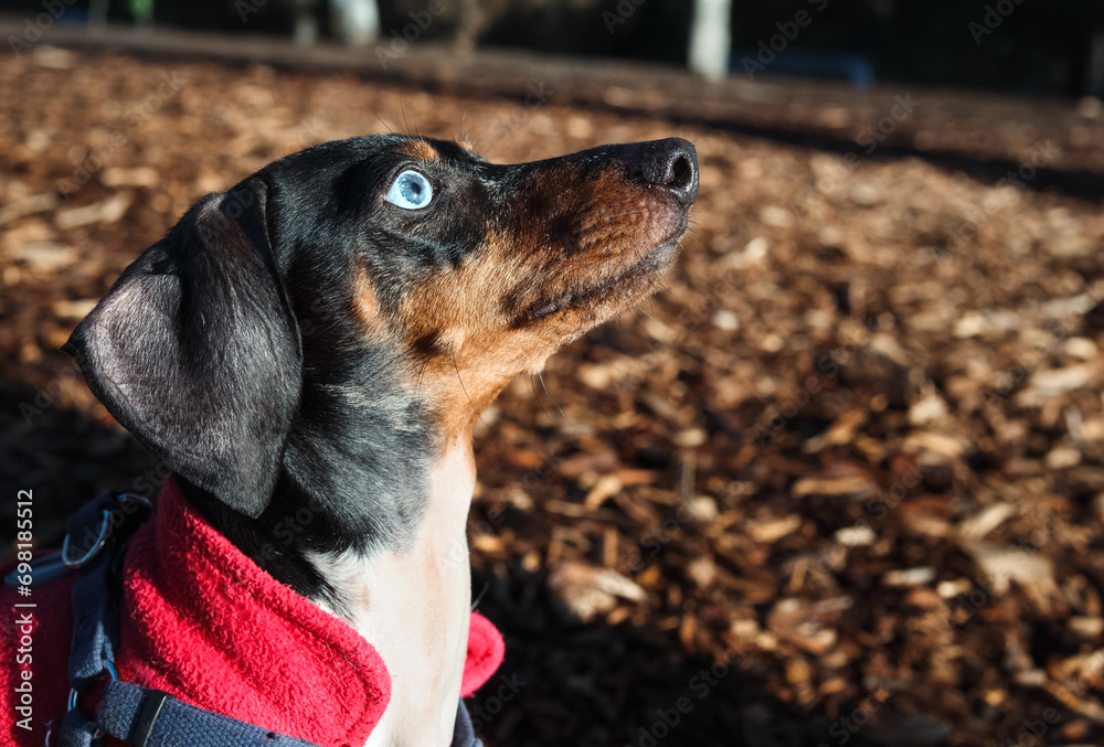 Cute dachshund in off-leash dog park. Side view of small puppy dog ...
