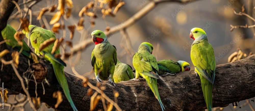Rose-ringed parakeets, Kramer parrots - Psittacula krameri, perched on ...