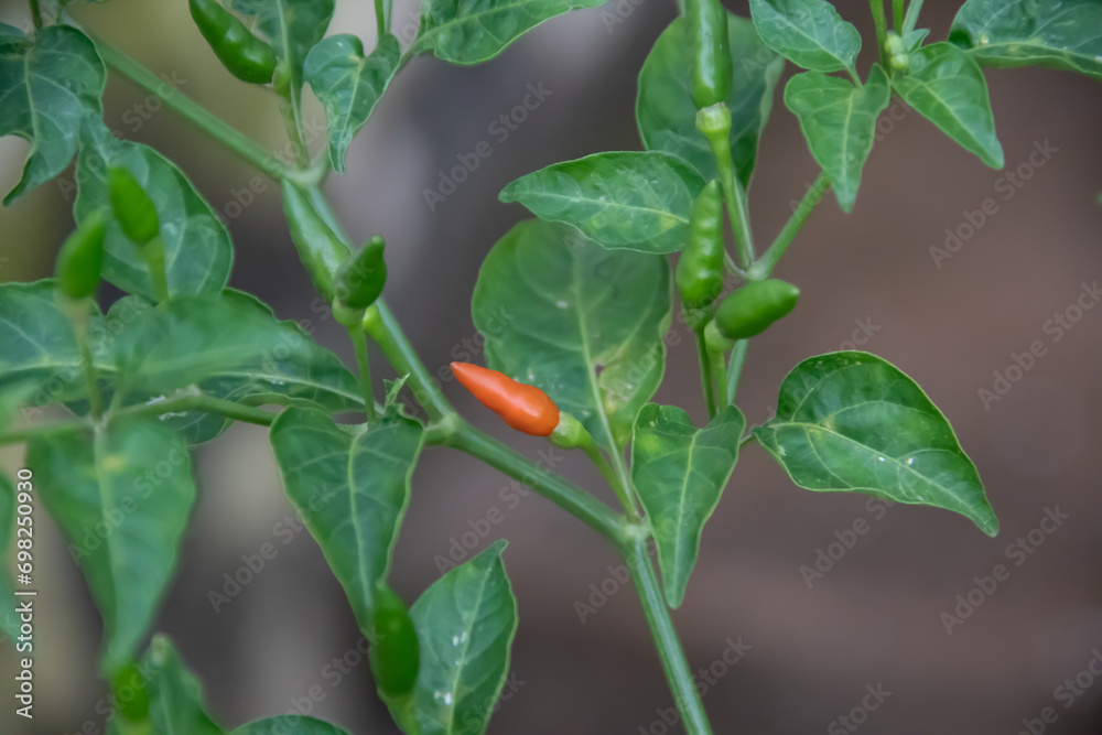 Pili Pili (also known as piri-piri or peri-peri) spicy hot papers ...