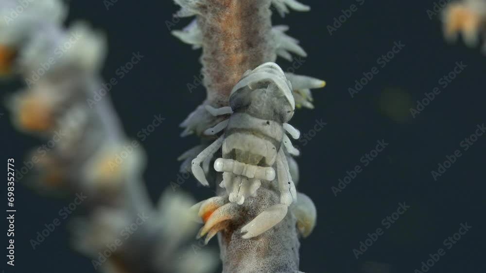 A shrimp sits on a wire coral, moves its legs and wiggles its tail ...
