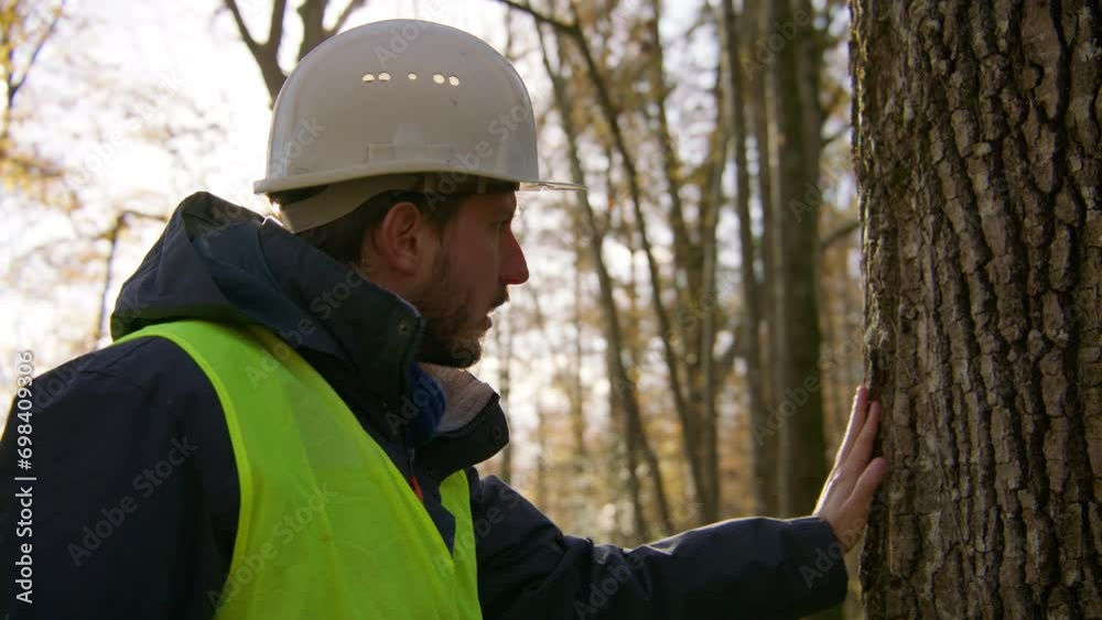 Sunlight breaking through forest, safety first surgeon assessing tree ...