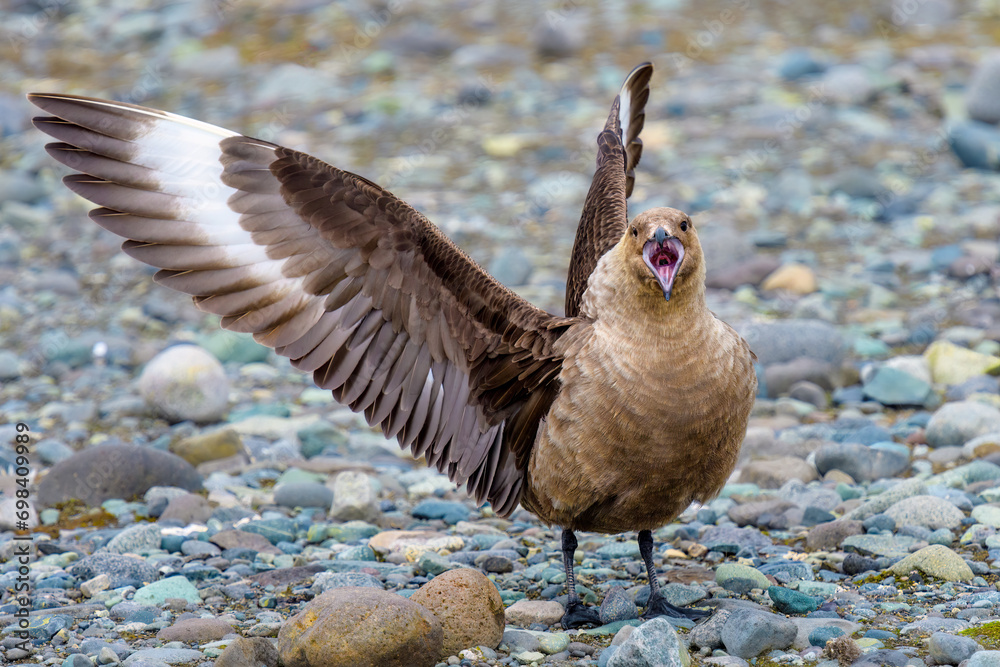South polar skua (Stercorarius maccormicki), Turret Point, King George ...