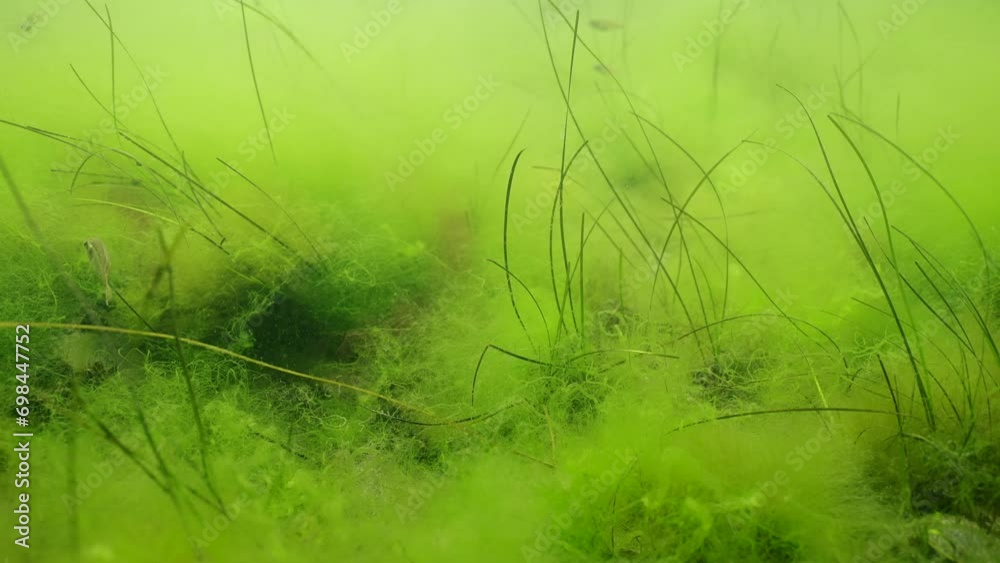 Bottom covered with thick layer of fluffy Green Algae (Cladophora sp ...