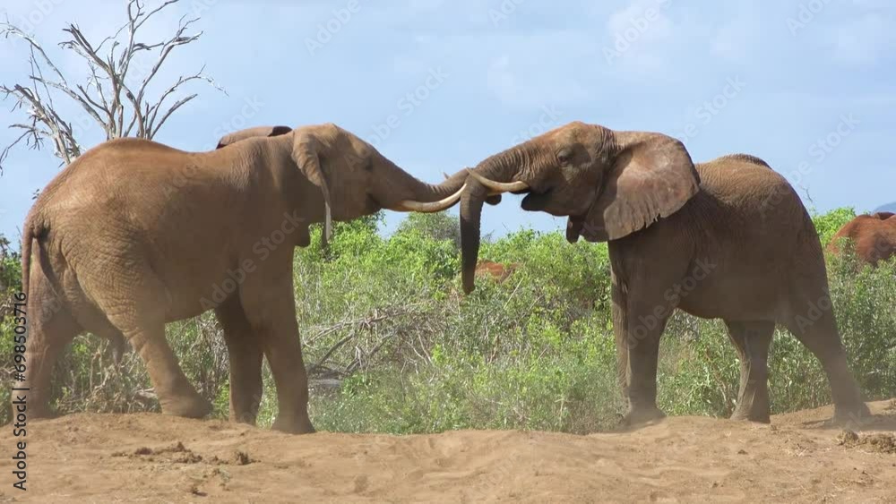 Wildlife. The Big Five during the Great Migration in a special safari ...