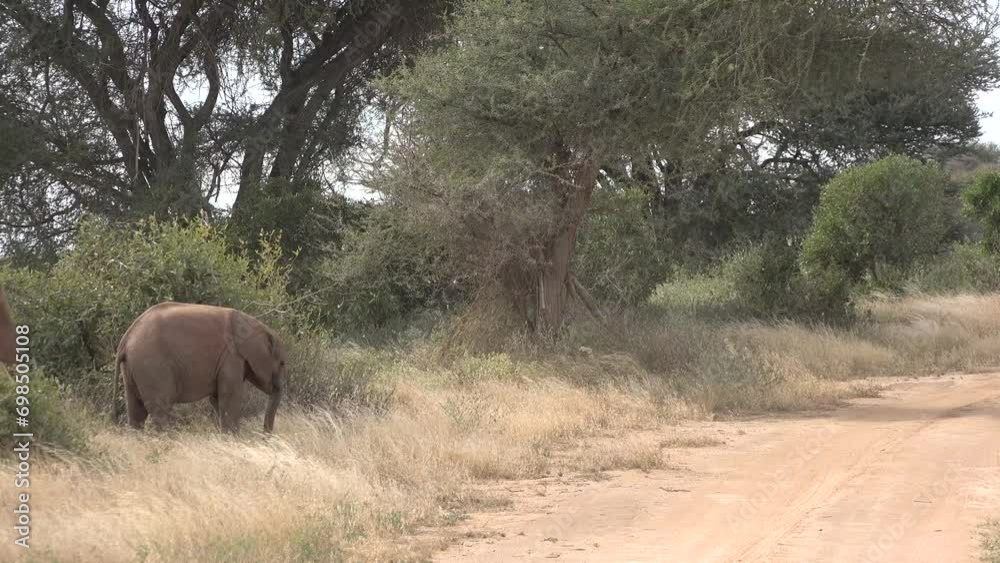 Wildlife. The Big Five during the Great Migration in a special safari ...