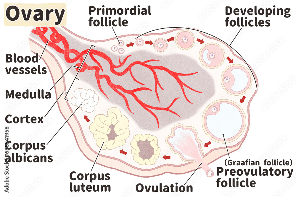 Poster Folliculogenesis stages labeled diagram Ovarian follicle development PNG – Wandbild ...