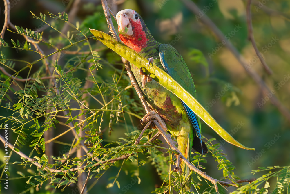 Cuban amazon, Cuban parrot, rose-throated parrot - Amazona leucocephala ...