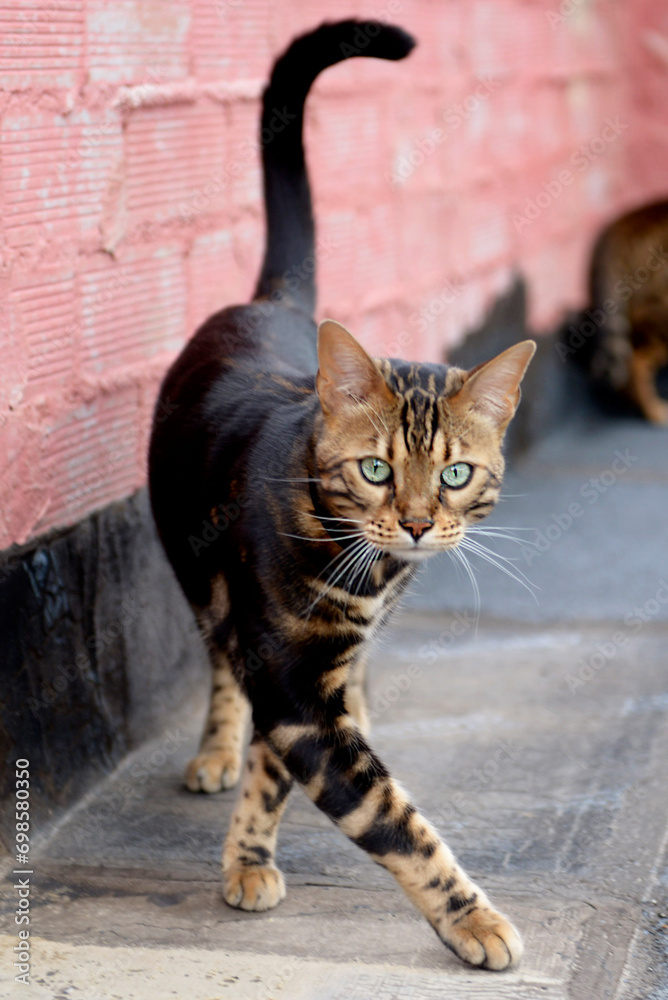 The graceful pose of a Bengal cat in the process of gait with a marbled ...