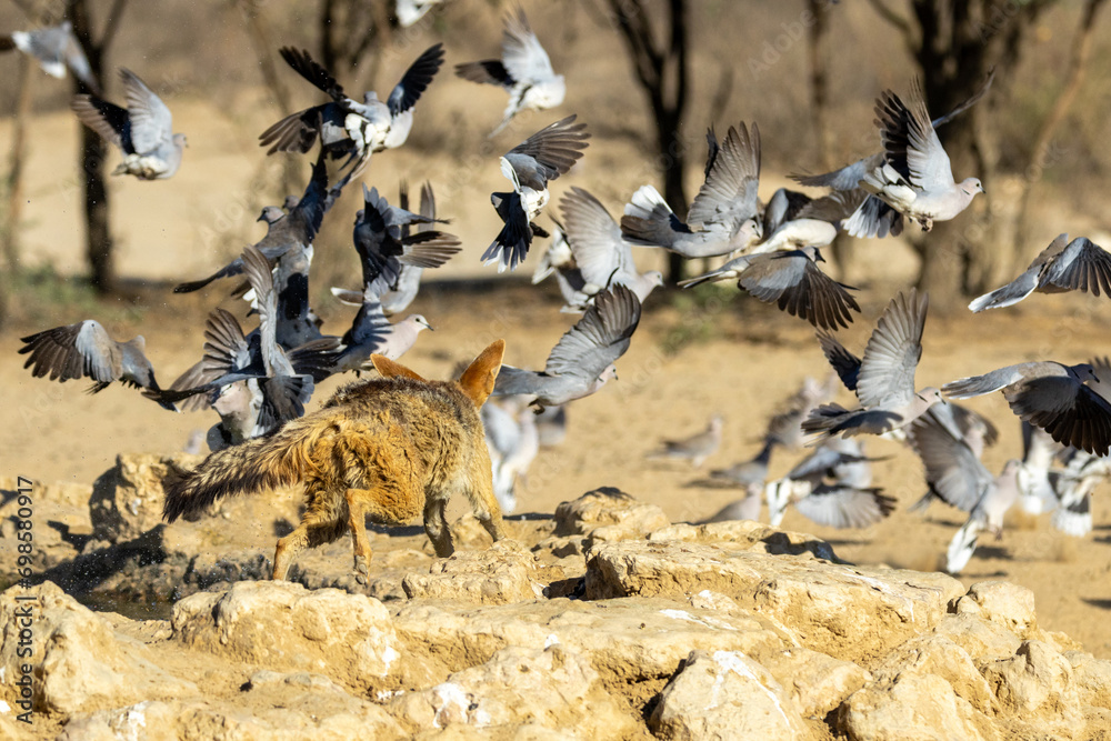 Black-backed jackal (Rooijakkals) (Lupulella mesomelas) hunting Ring ...