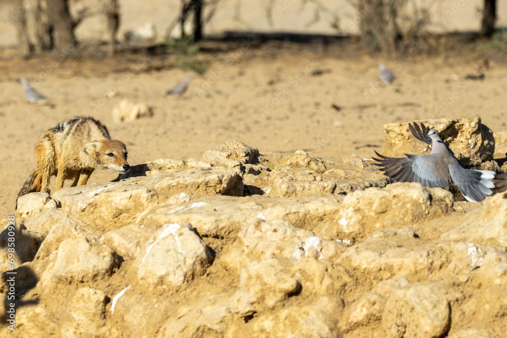 Black-backed jackal (Rooijakkals) (Lupulella mesomelas) hunting Ring ...