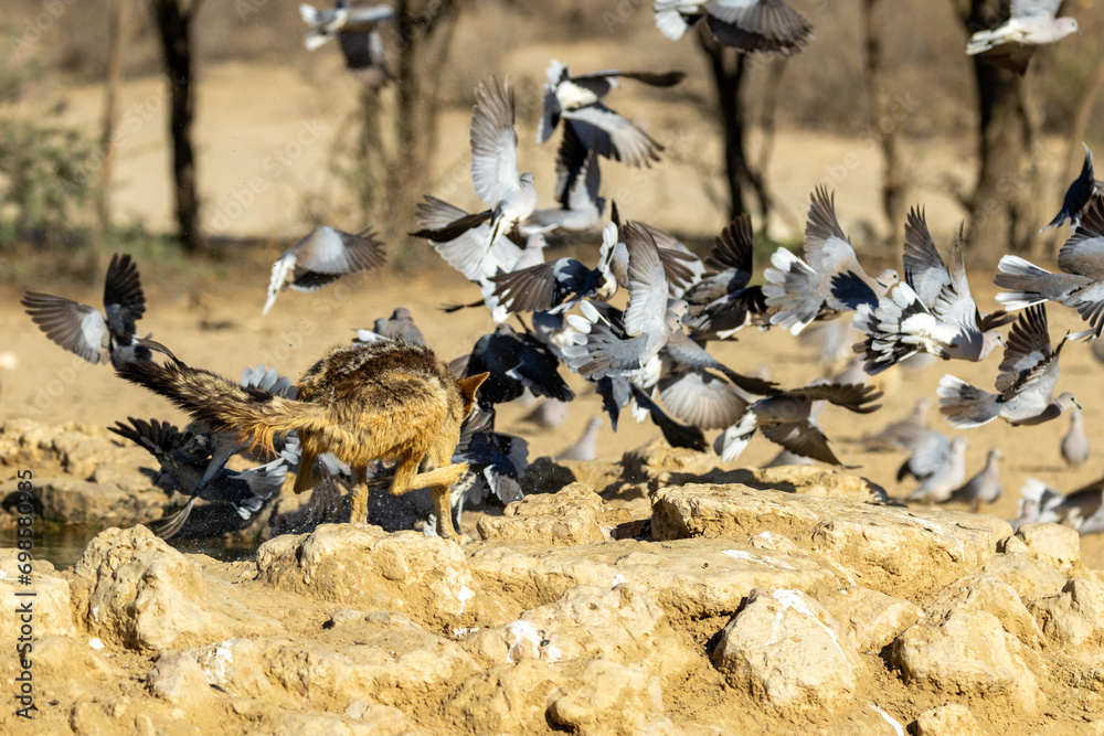 Black-backed jackal (Rooijakkals) (Lupulella mesomelas) hunting Ring ...