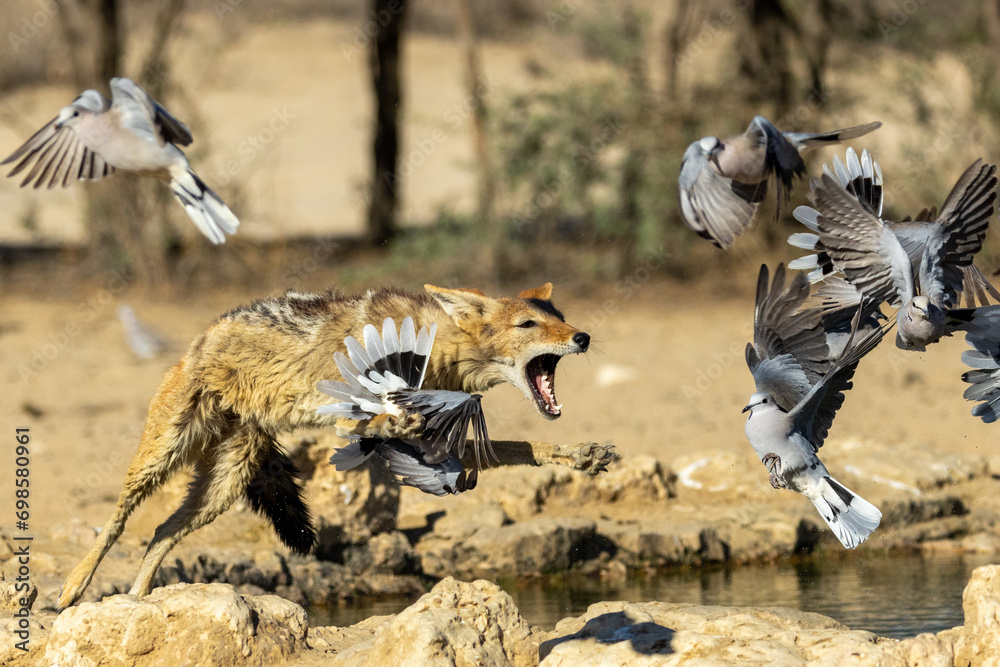 Black-backed jackal (Rooijakkals) (Lupulella mesomelas) hunting Ring ...