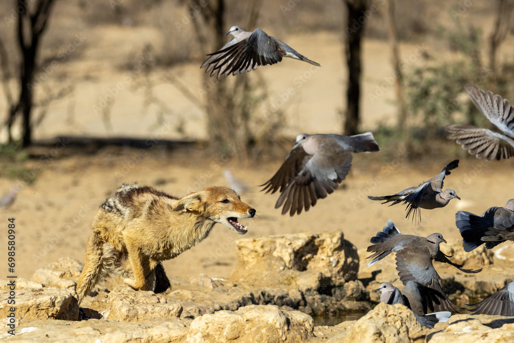 Black-backed jackal (Rooijakkals) (Lupulella mesomelas) hunting Ring ...