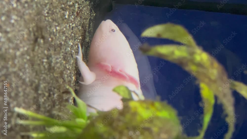 Vertical footage of axolotl, mexican walking fish, tiger salamander. A ...