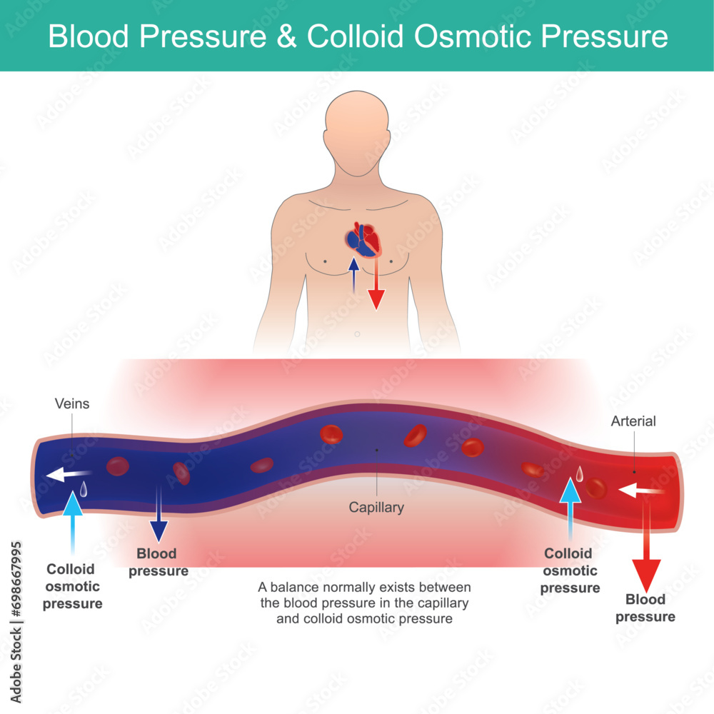 Blood Pressure & Osmotic Pressure. The relationship of blood pressure ...
