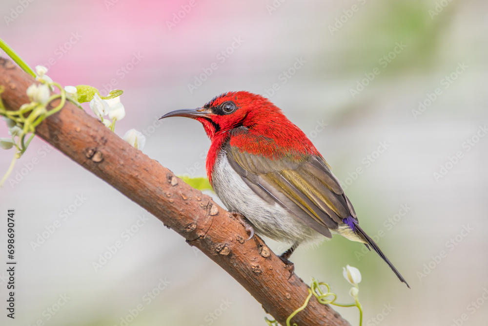 The crimson sunbird (Aethopyga siparaja) is a species of bird in the ...