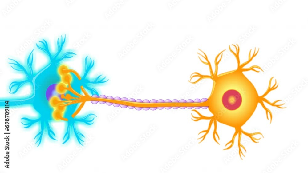 Neuron transmission connect. Neurotransmission. Nerve signals, neural ...