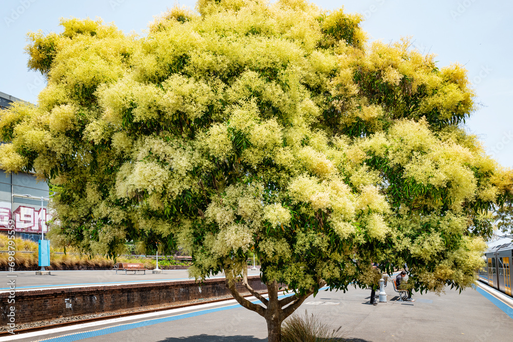 Golden Wattle, Acacia pycnantha is one of the more popular Australian ...