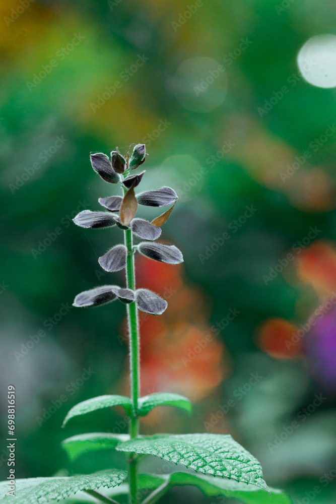Brazilian anisesage. Salvia guaranitica on green background. Tiny ...