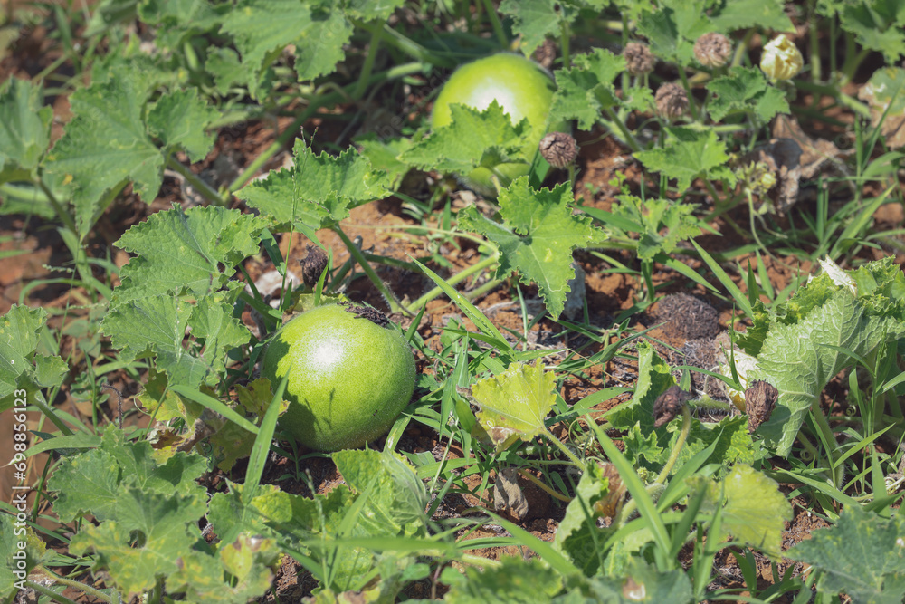 Fresh Indian vegetable called Ash gourd known as winter melon Stock ...