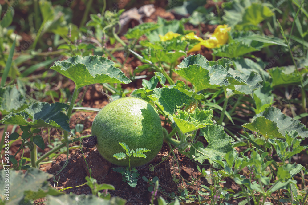 Fresh Indian vegetable called Ash gourd known as winter melon Stock ...