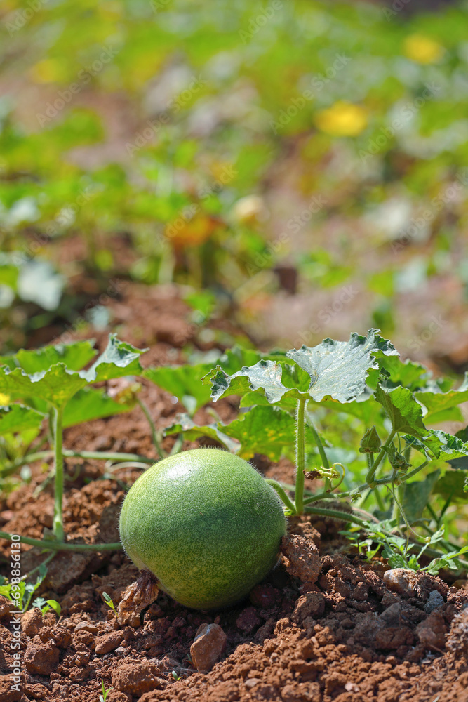 Fresh Indian vegetable called Ash gourd known as winter melon Stock ...
