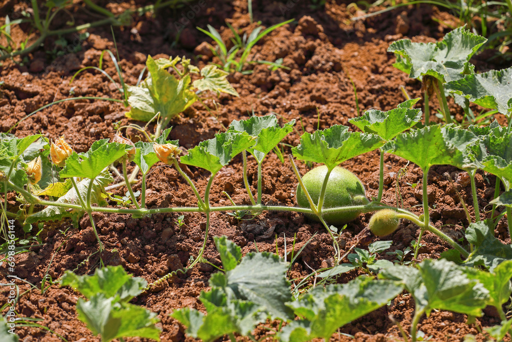 Fresh Indian vegetable called Ash gourd known as winter melon Stock ...