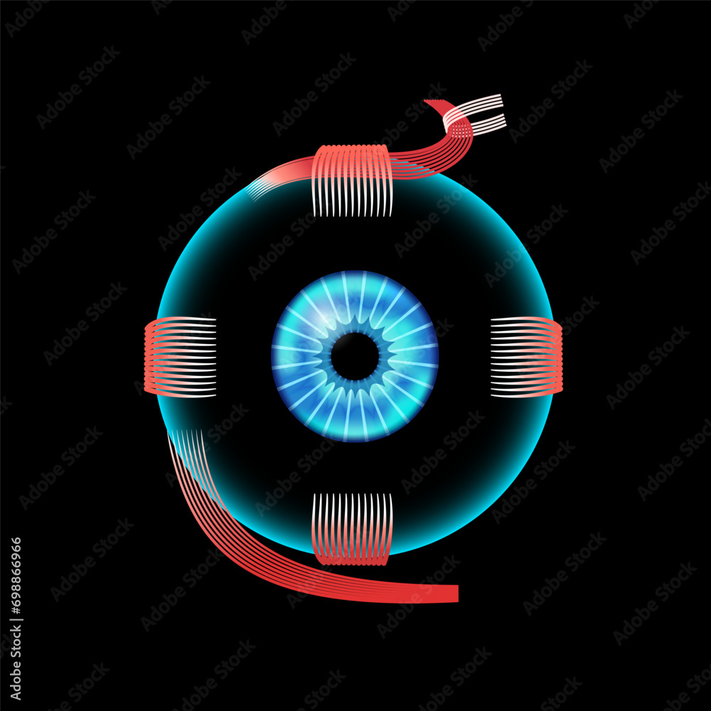 Extraocular muscles anatomy Stock Vector | Adobe Stock