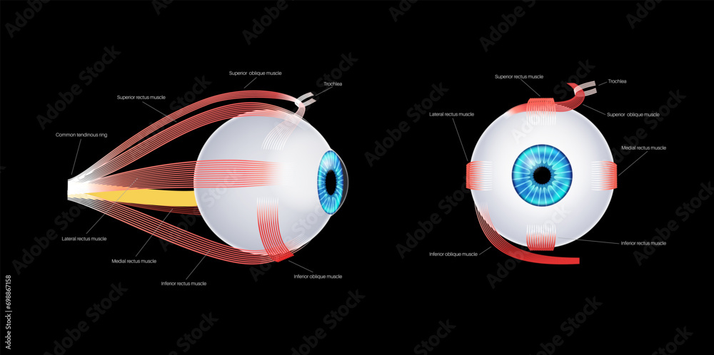 Extraocular muscles anatomy Stock Vector | Adobe Stock