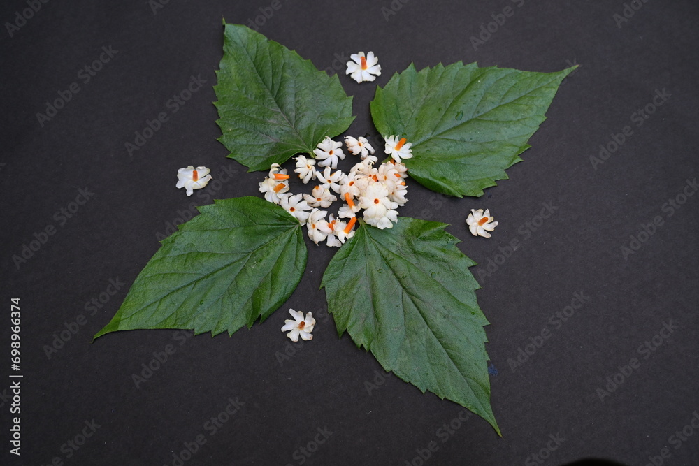 Nyctanthes arbor tristis flower. It's other names night blooming ...