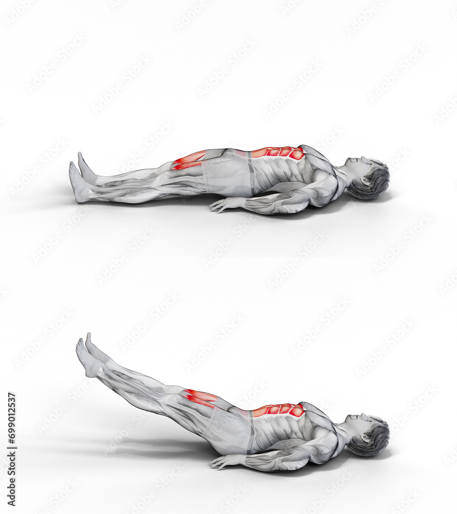 003 Lying Leg Raise and Hold. 3D Anatomy of fitness and bodybuilding ...