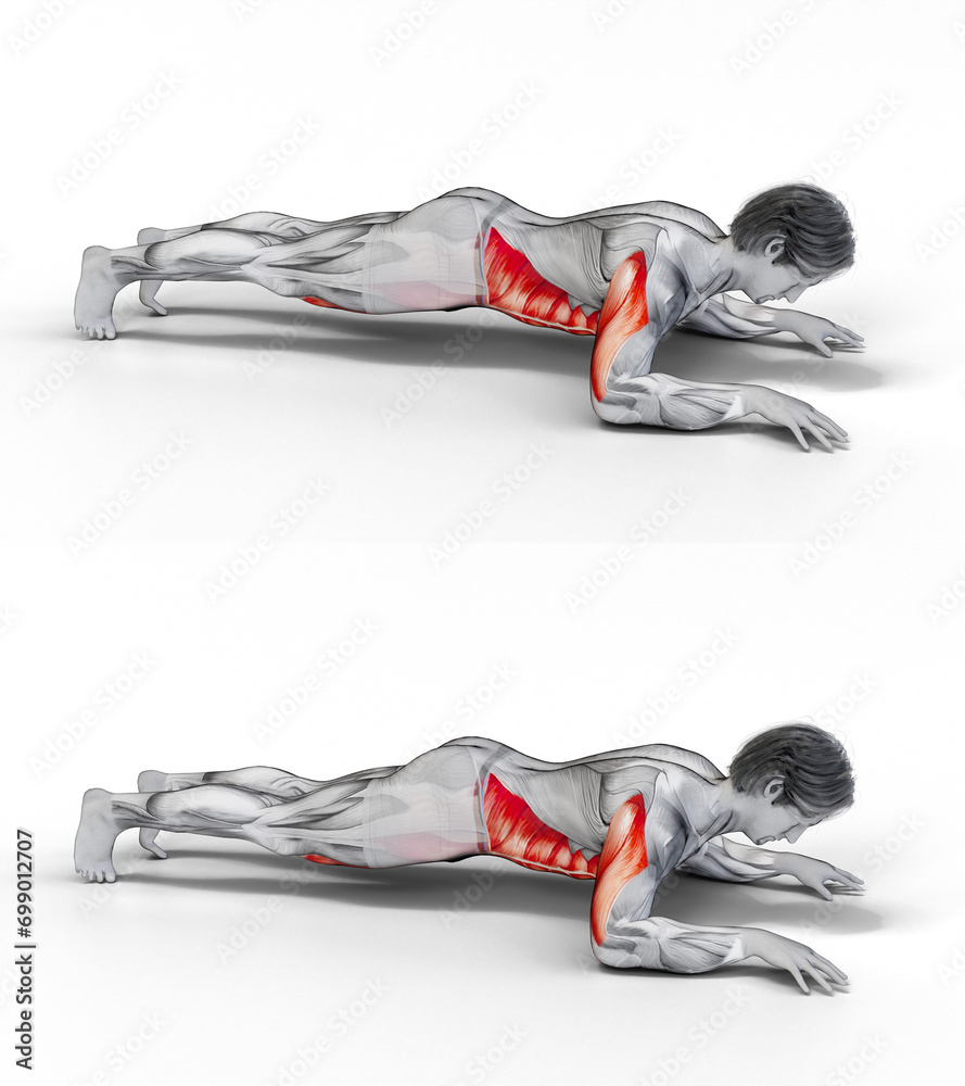 010 Elbow Up and Down Plank. 3D Anatomy of fitness and bodybuilding. An ...