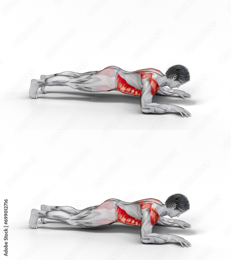 013 Wide Front Elbow Plank. 3D Anatomy of fitness and bodybuilding. An ...