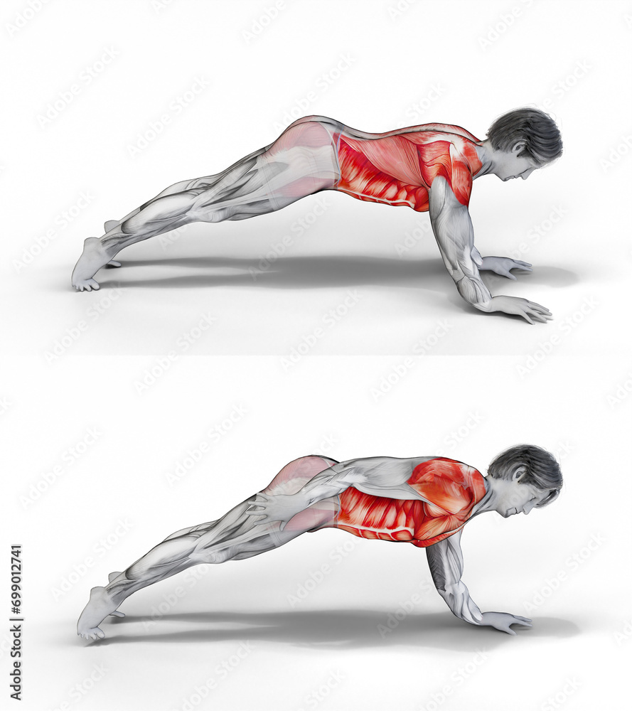 015 Plank Thigh Tap. 3D Anatomy of fitness and bodybuilding. An ...
