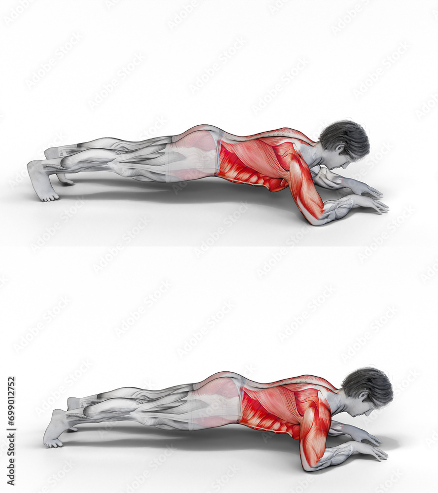 014 Body Saw Plank. 3D Anatomy of fitness and bodybuilding. An ...