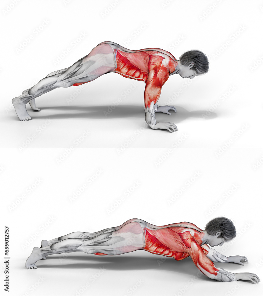 016 Plank Walkout. 3D Anatomy of fitness and bodybuilding. An ...