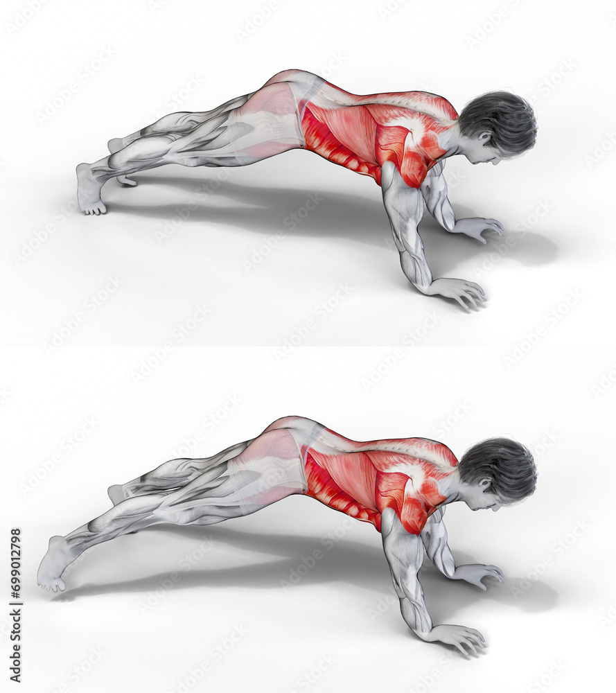 018 Leg Extension Plank. 3D Anatomy of fitness and bodybuilding. An ...