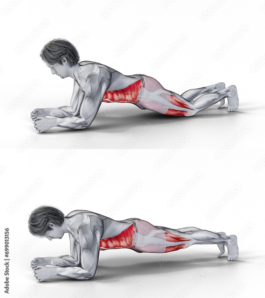 035 Plank. 3D Anatomy of fitness and bodybuilding. An outstanding display of male muscles ...